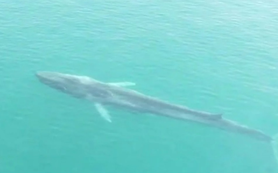 Fallece Gran Berta, la ballena en peligro de extinción - El Callejero